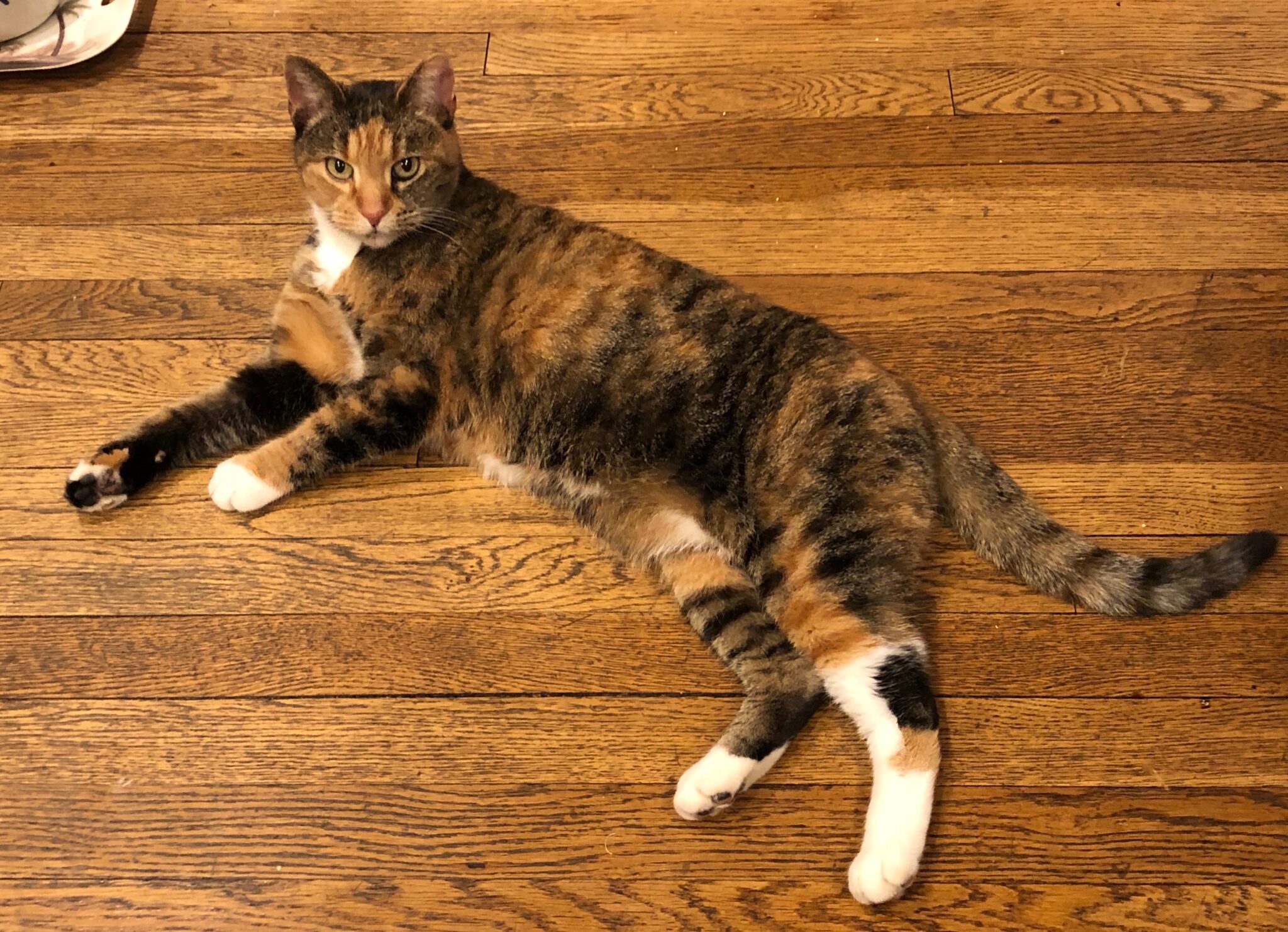 “我因皮肤癌失去了我的猫”