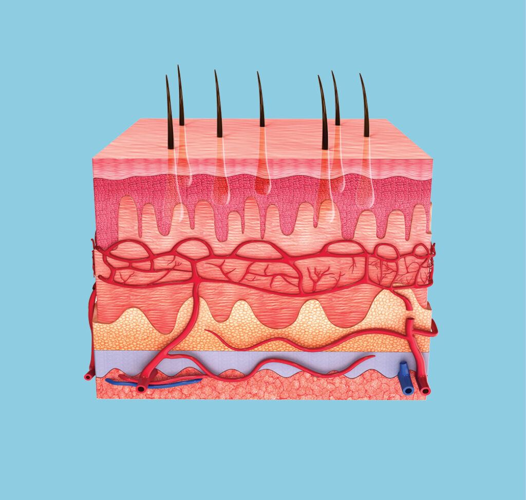 10 Surprising Things About Your Skin